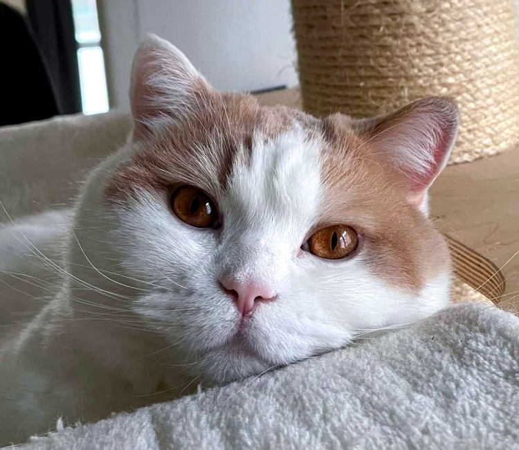 Britské kočky - PERLUSO.CZ | Novinky 05/2024